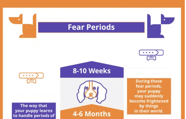 Volunteer - Barx Parx Foundation